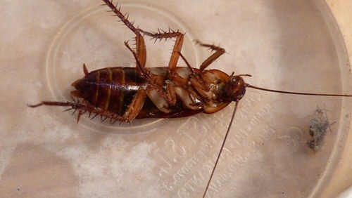 Day 84: Happy Roach – The Everyday Poet